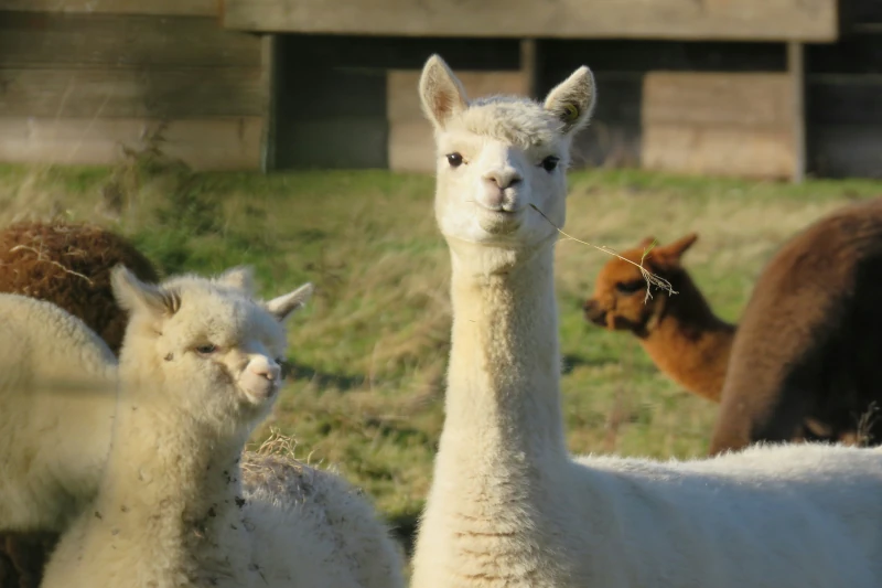 The Art of Alpaca Wool Weaving in Cusco, Peru - Cusco Travel Agency